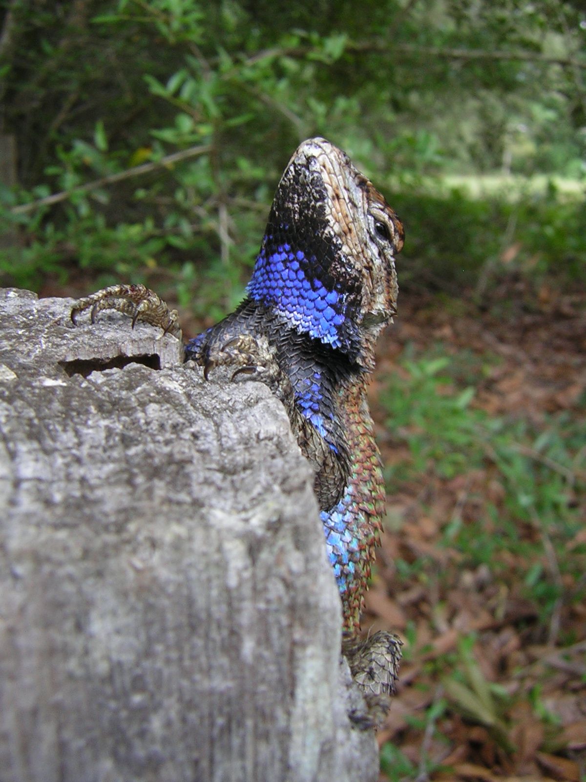 Unexpected blue bellied lizard | Space Epics – Stories from the Multi-Verse