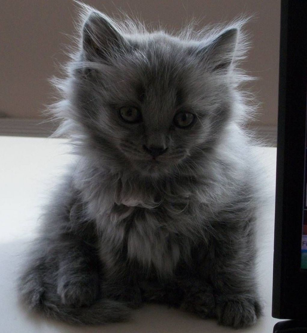 Chubby / Bastet / Cicciotta | Space Epics – Stories from the Multi-Verse